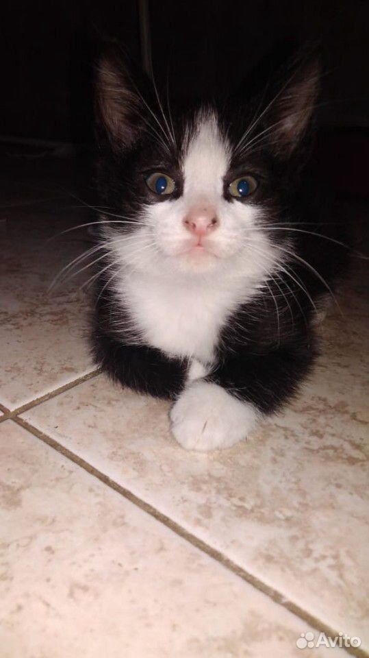 Котёнок