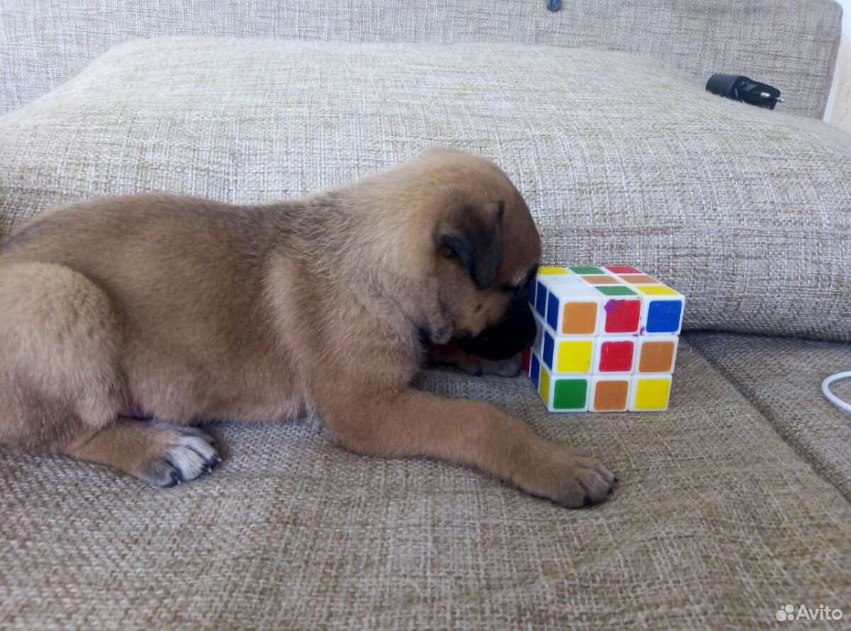 В добрые руки