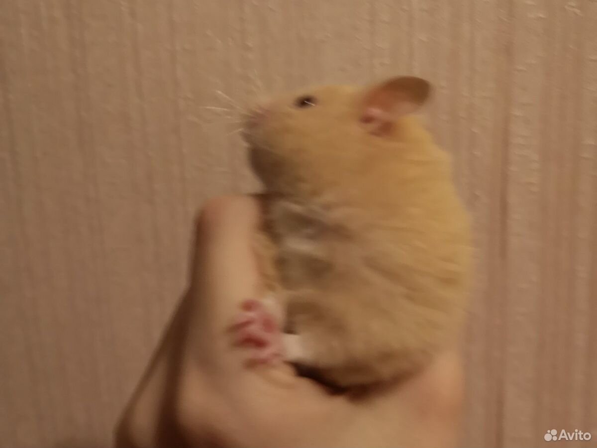 Сирийский хомяк