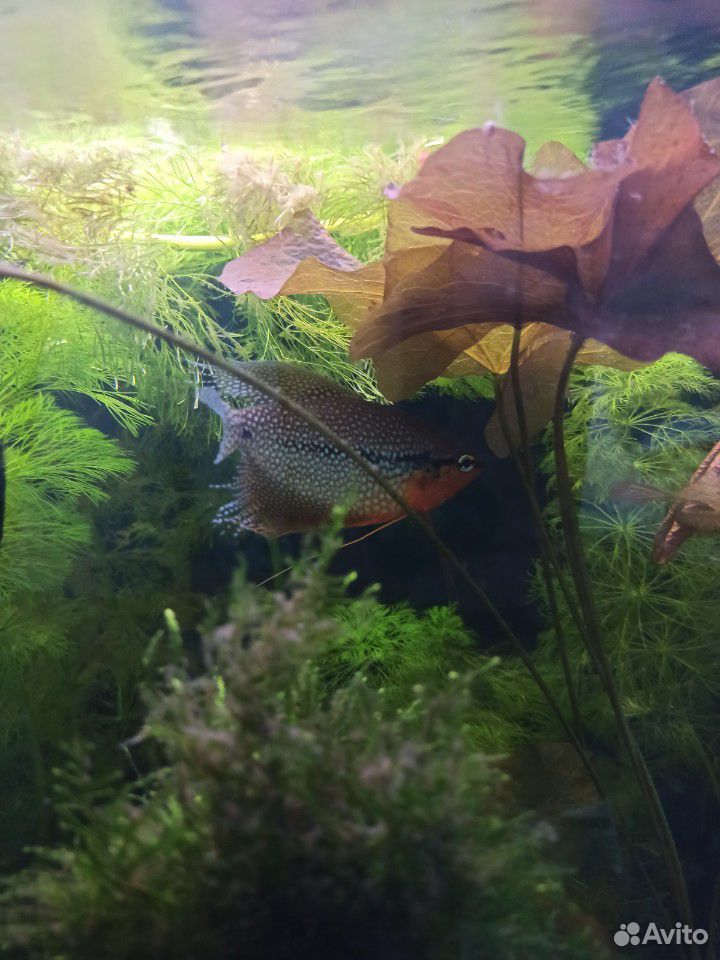 Жемчужный гурами