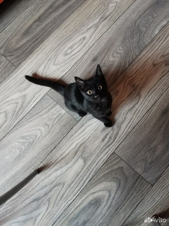 Кот