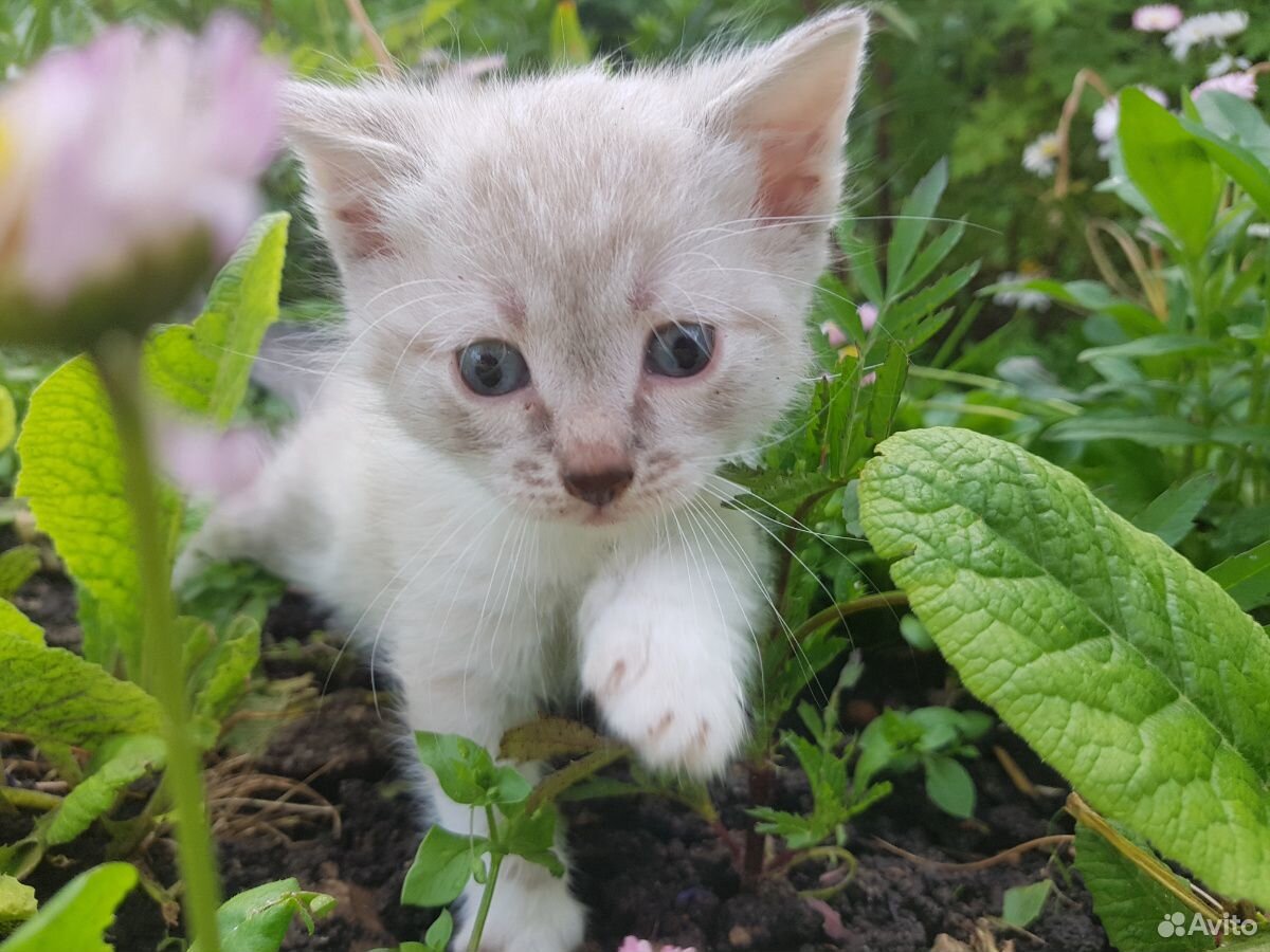 Кот крысолов