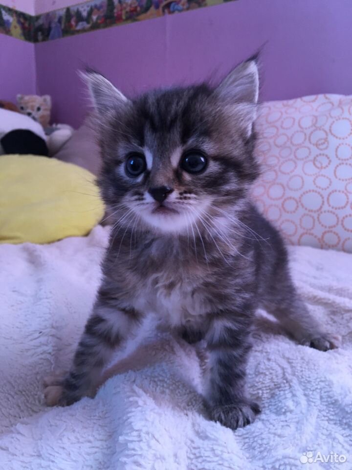 Котёнок