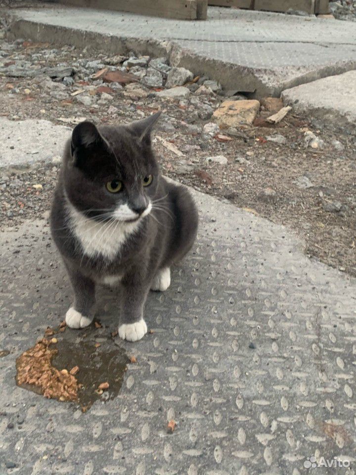 Кот