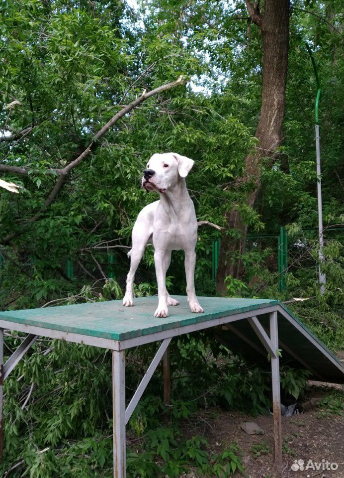 Аргентинский дог