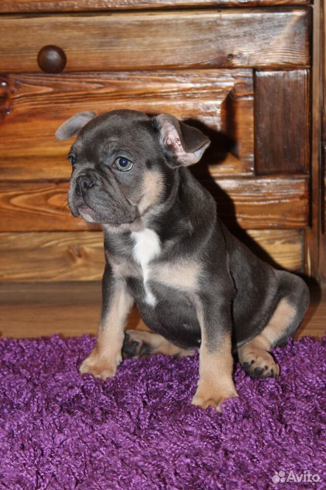 Девочка blue & tan