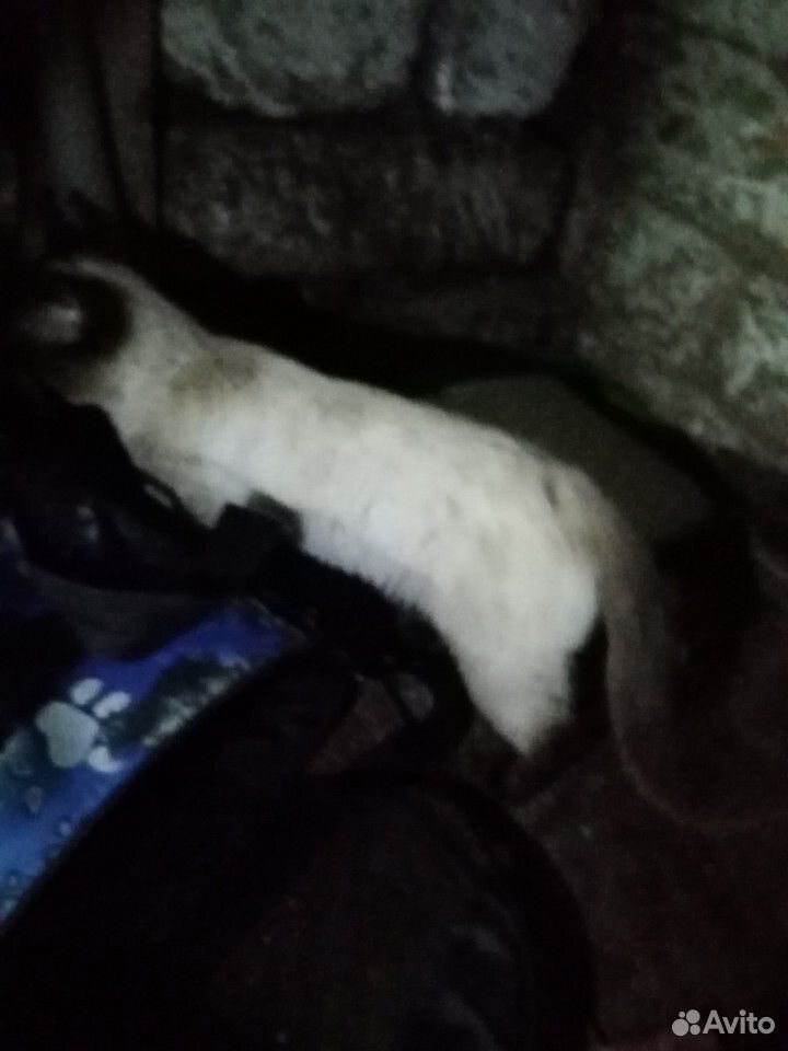 Потерялся любимец