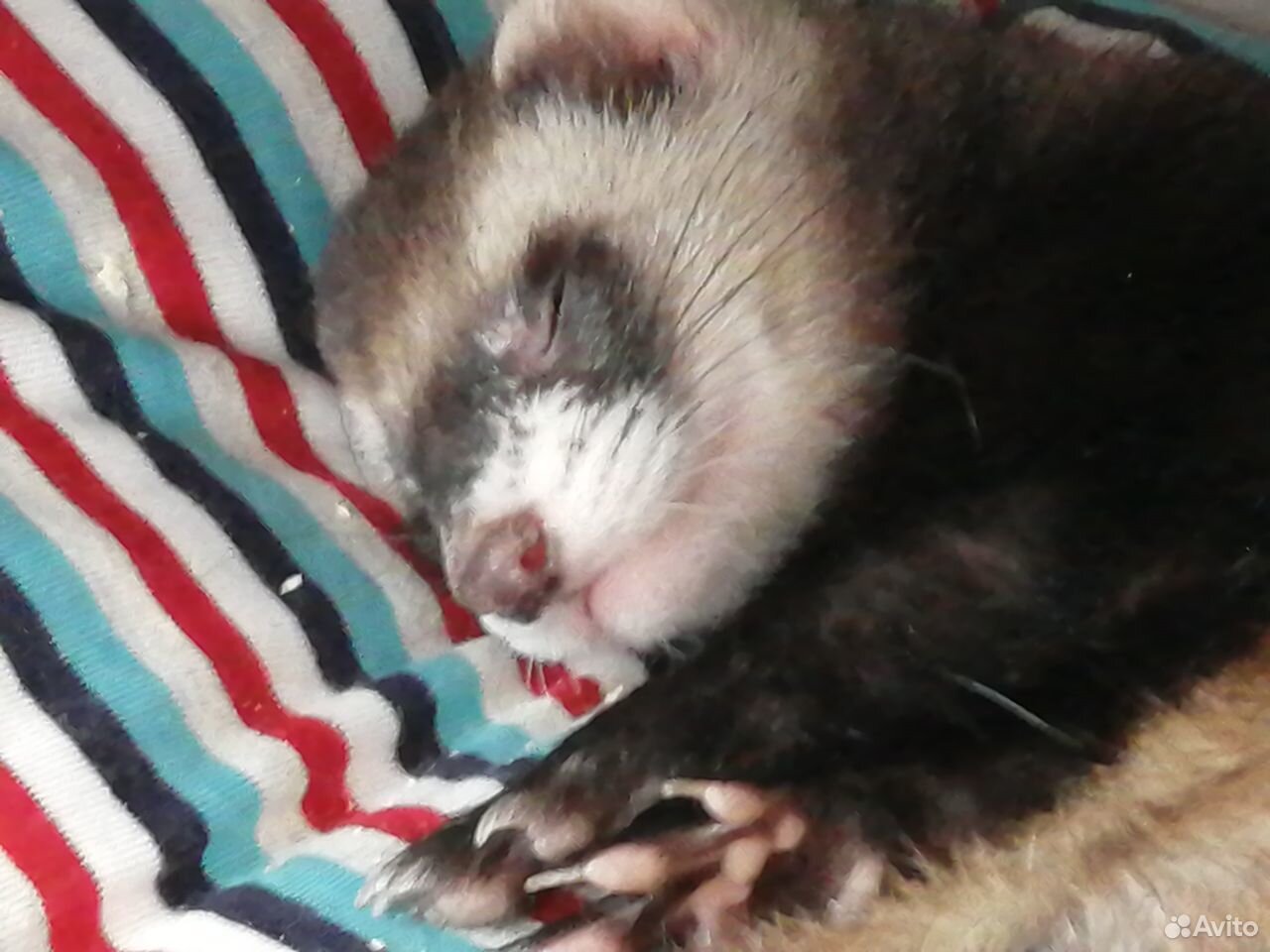 Хорек, мальчик кастрирован, привит, с клеткой