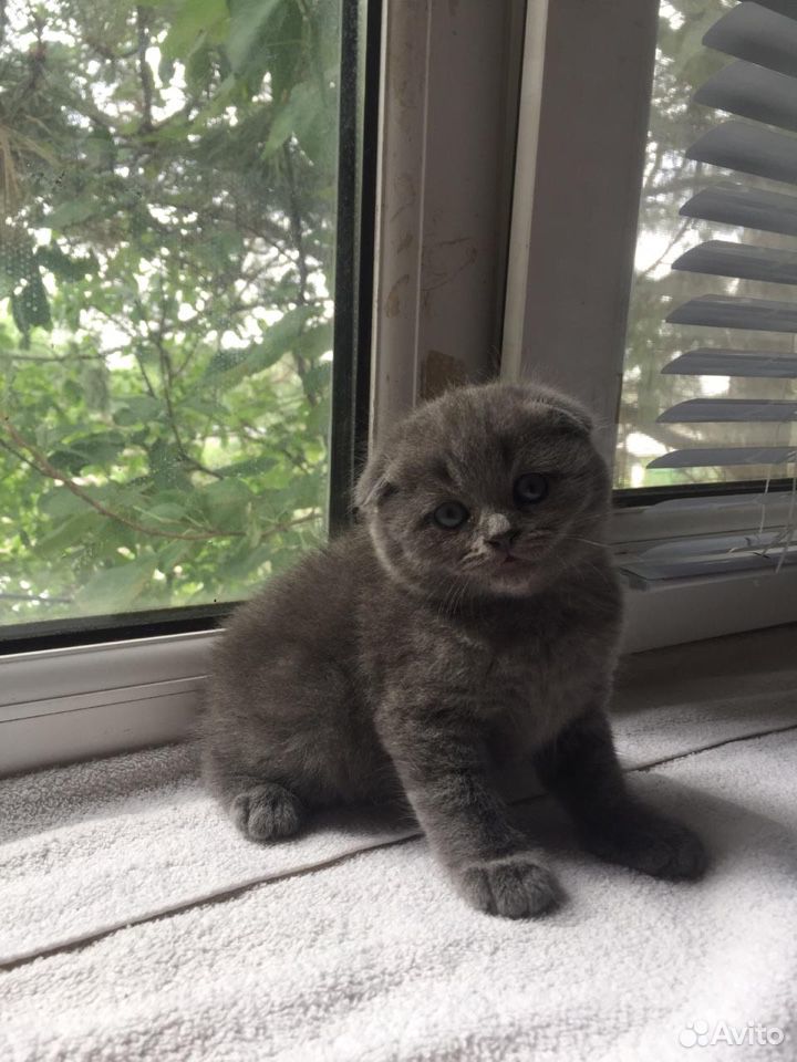 Шотландская