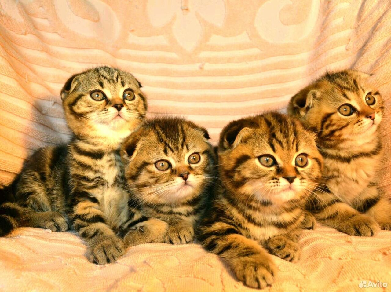 Шотландские Клубные Котята - Тигриный Прайд