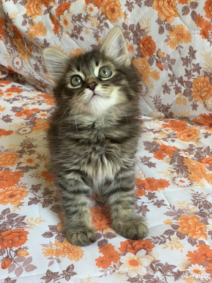 Маленький полосатик Барс ищет дом