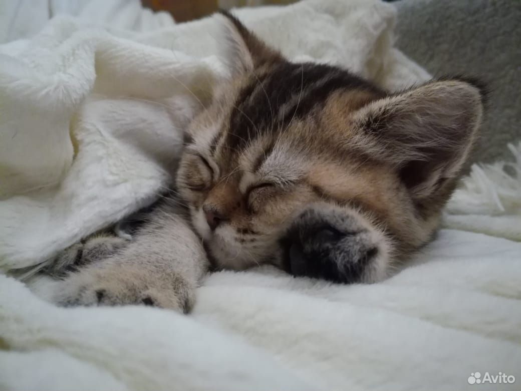 Кот британец