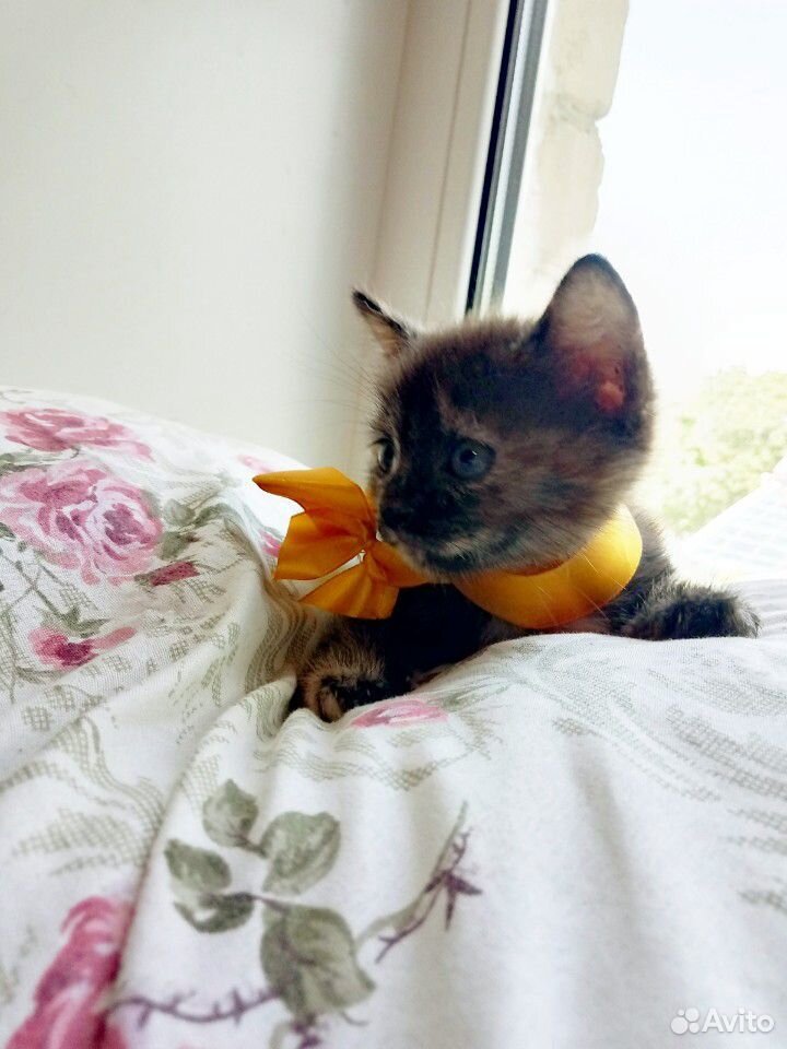 Котенок кошка Корица для взаимной любви и заботы