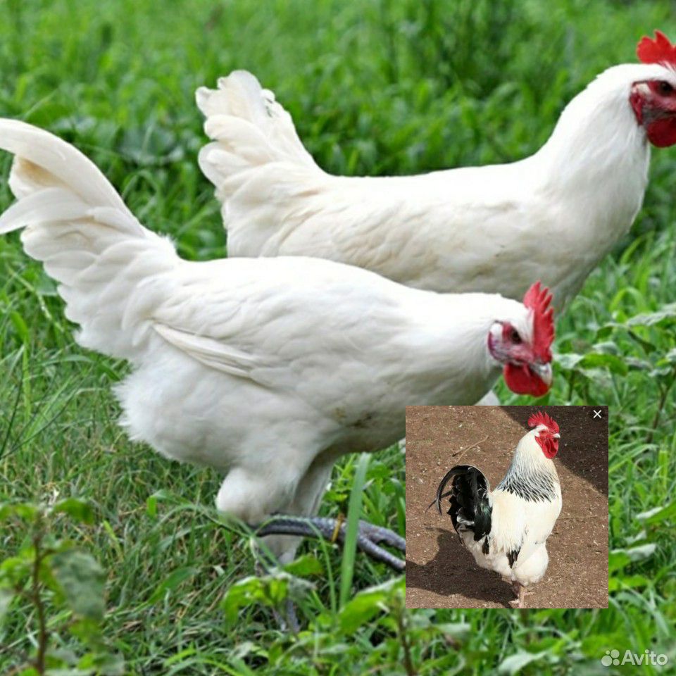 Куры несушки