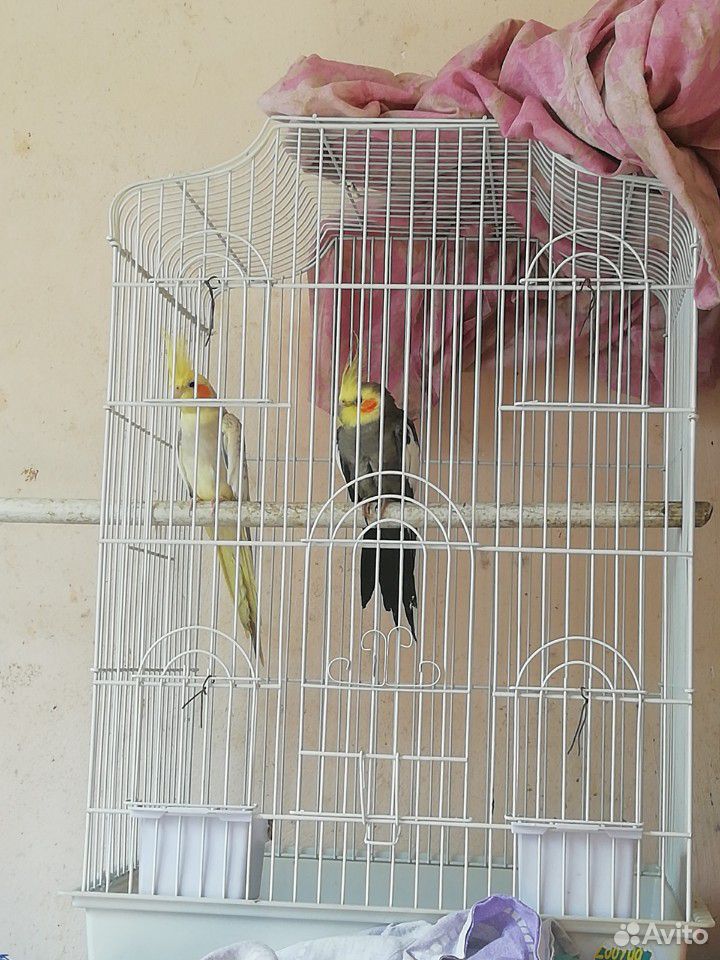 Продаю пару карелл полтора года