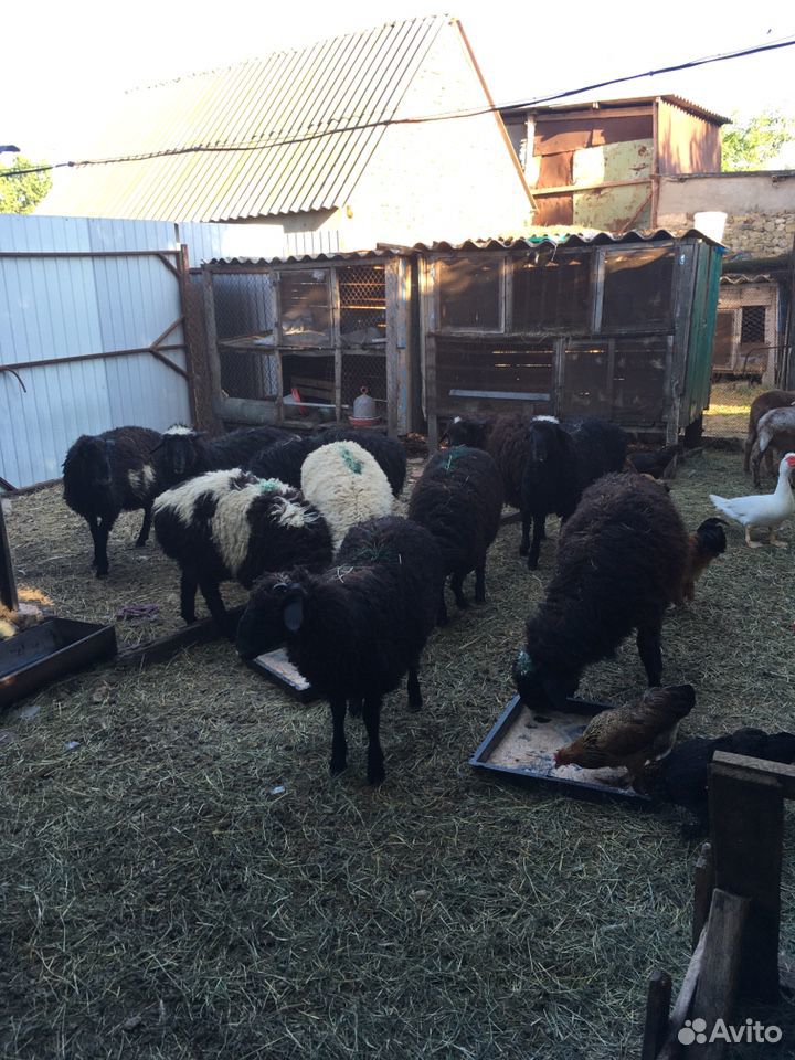 Баранина (ягнята )