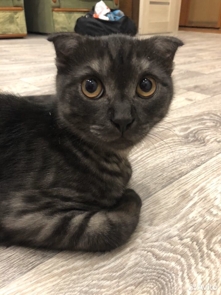 Котик вислоухий