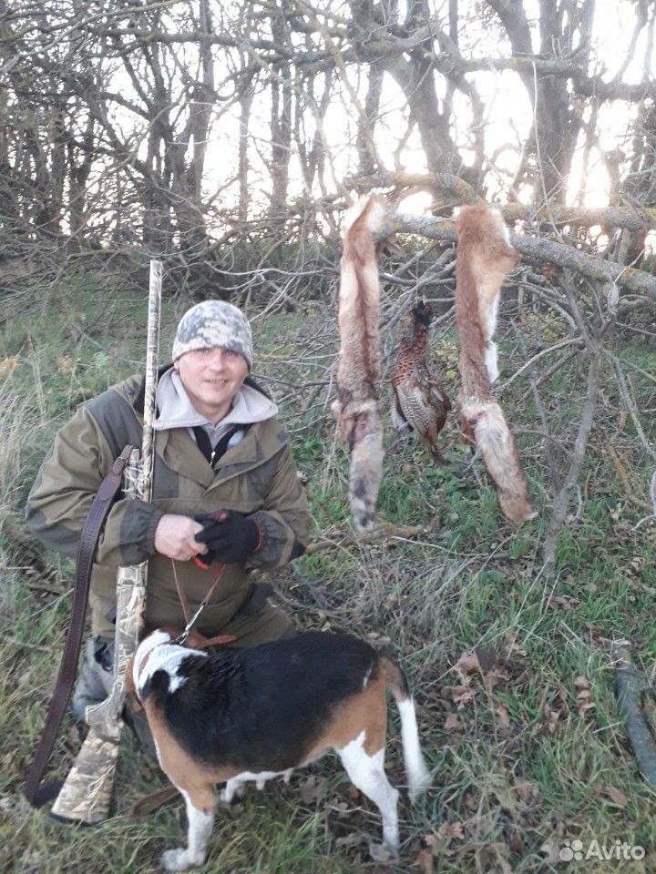 Эстонская гончая