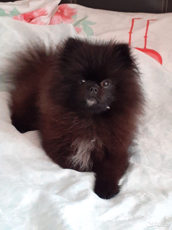 Шпиц померанец,мальчик.Ищет невесту для вязки.Маль