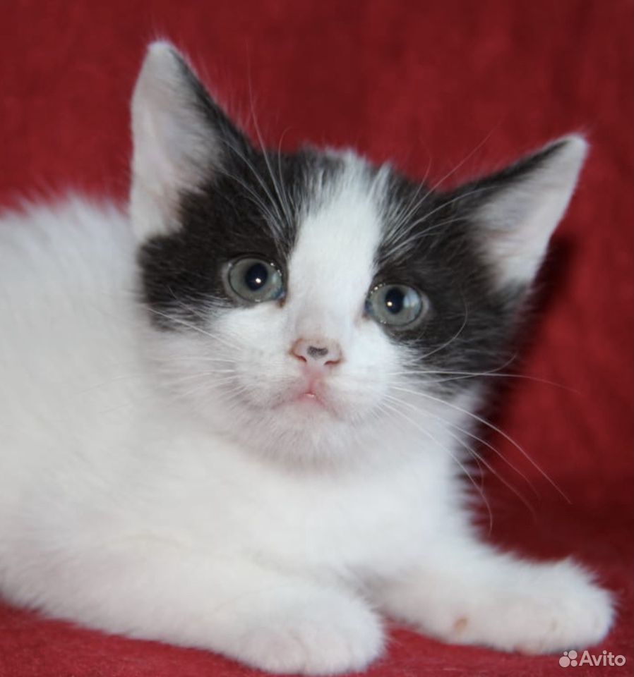 Чудо котёнок девочка Сердечко 1,5 месяца в добрые
