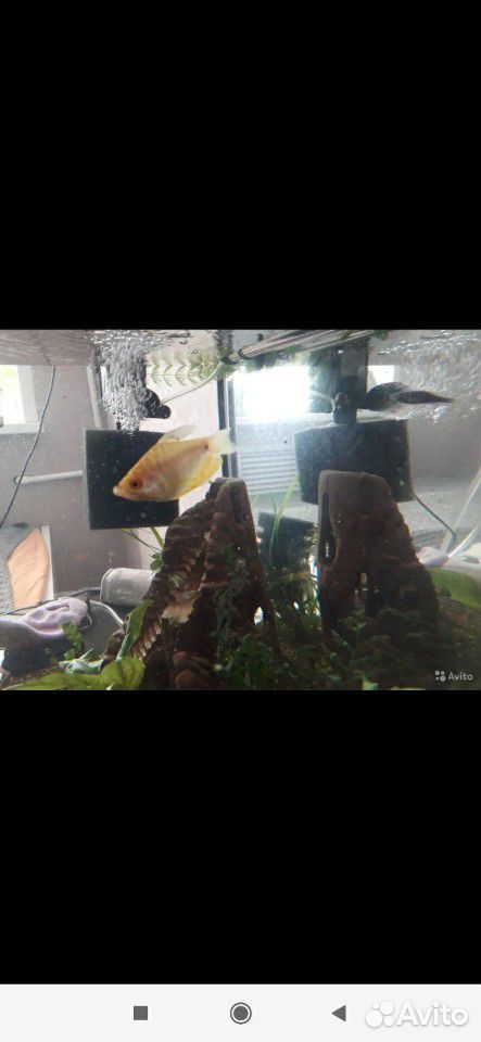 Солнечная гурамми