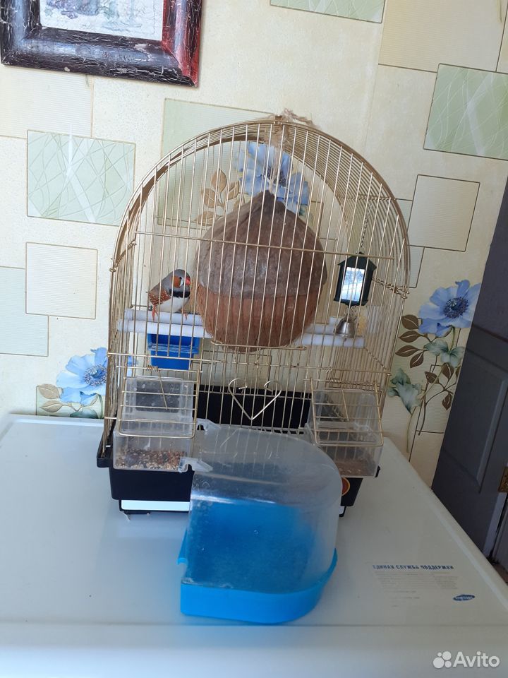 Зебровая амадина(самец) продаю вместе с клеткой