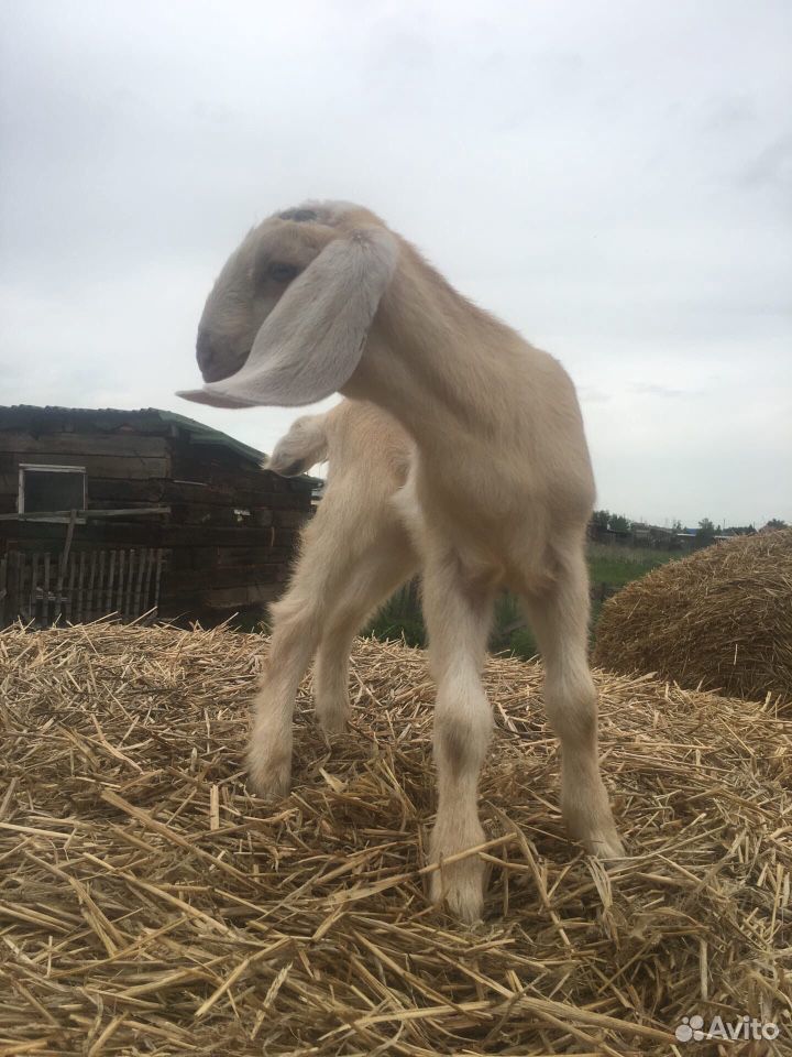 Козочка нубийская