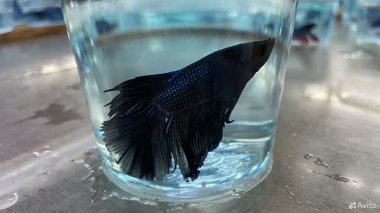 Петушок супердельта черный ангел