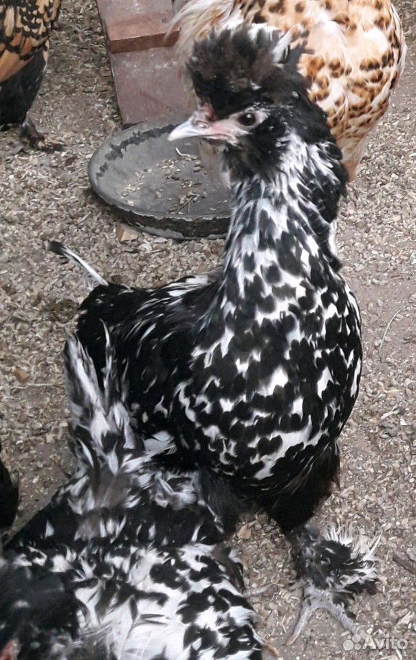 Петух с 3 курицами