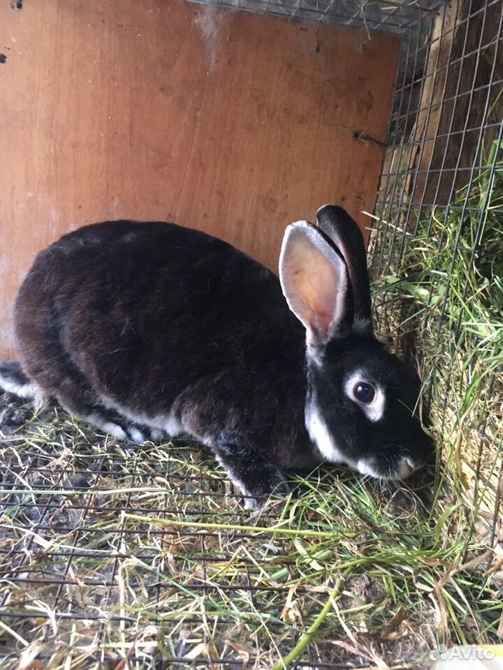 Кролик рекс взрослый