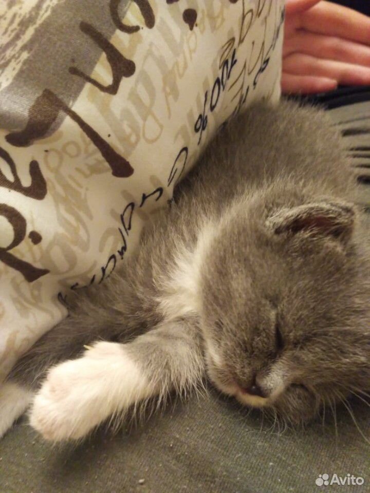 Котенок бесплатно