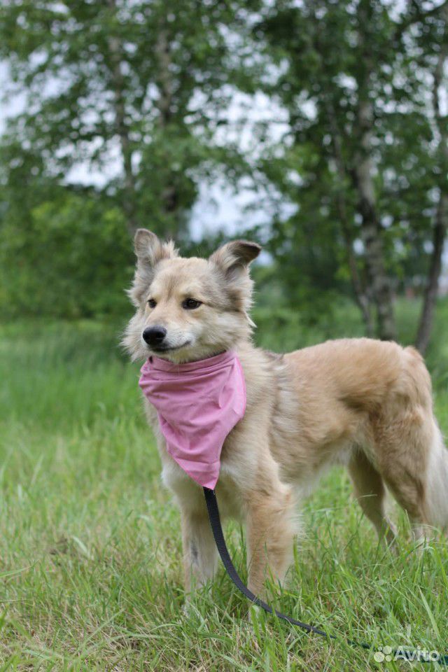 Пёс Тони в дар