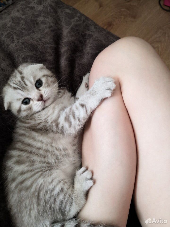 Котята шотландские вислоухие