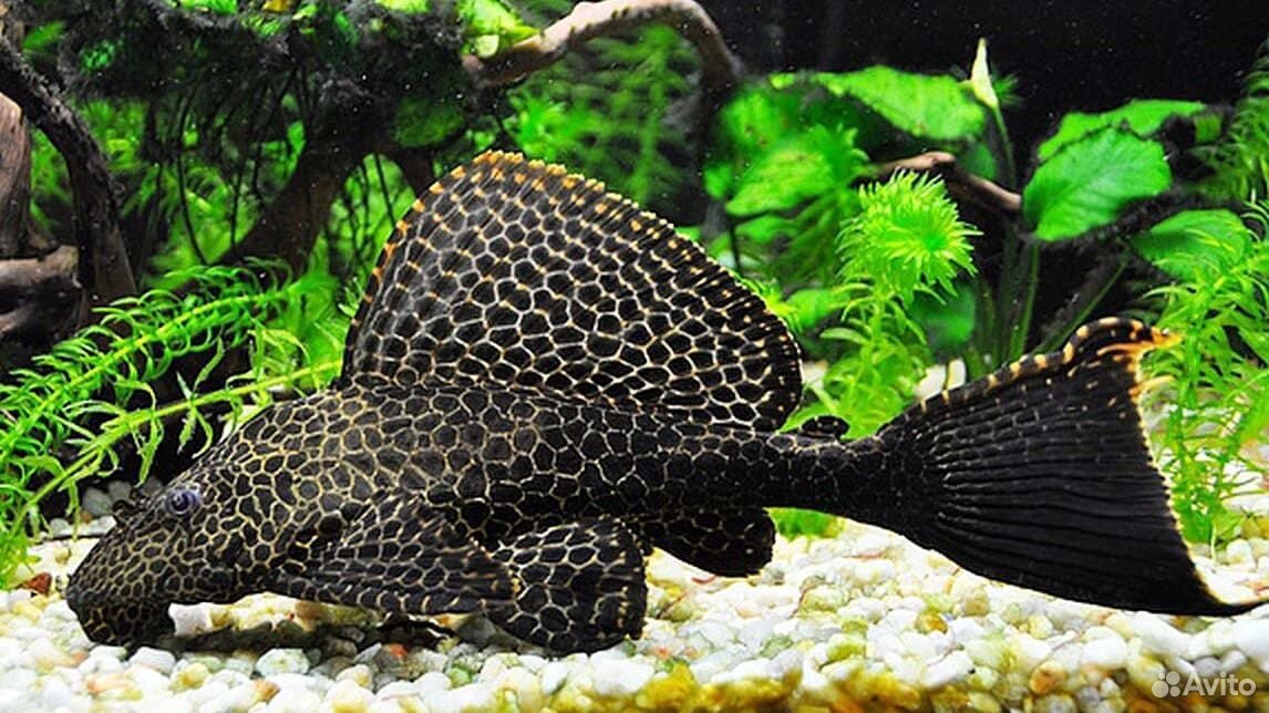 Птеригоплихт