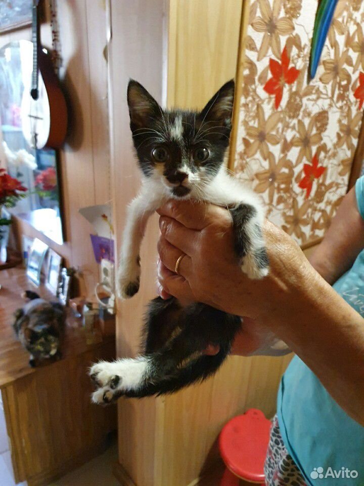 Кошка