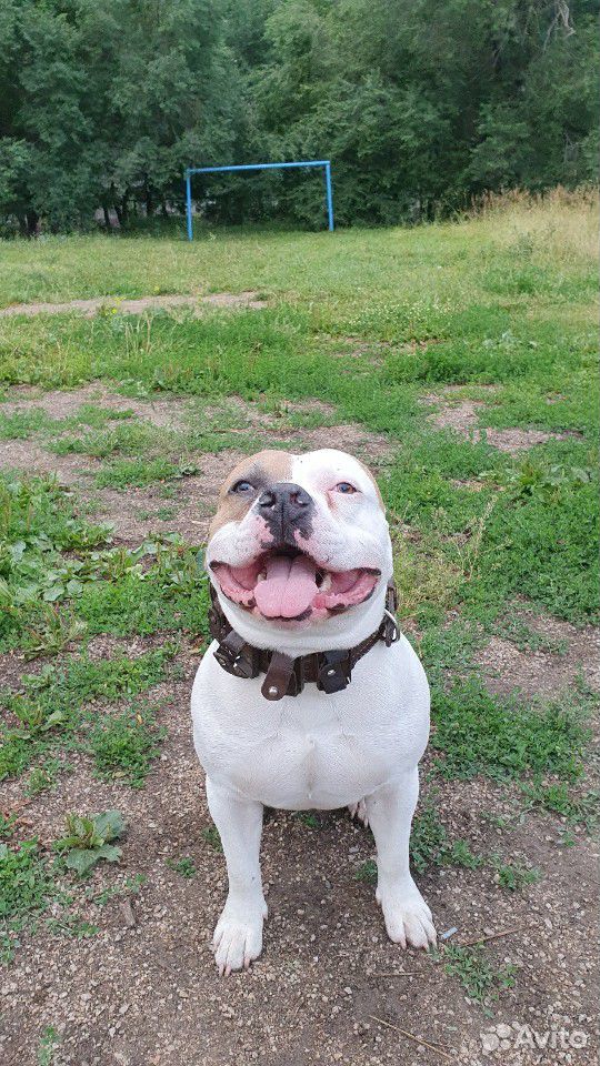 Американский стафф аст вязка