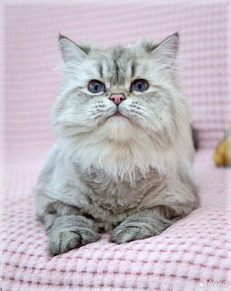 Мотя-пепельная блондинка с голубыми глазами ищет д