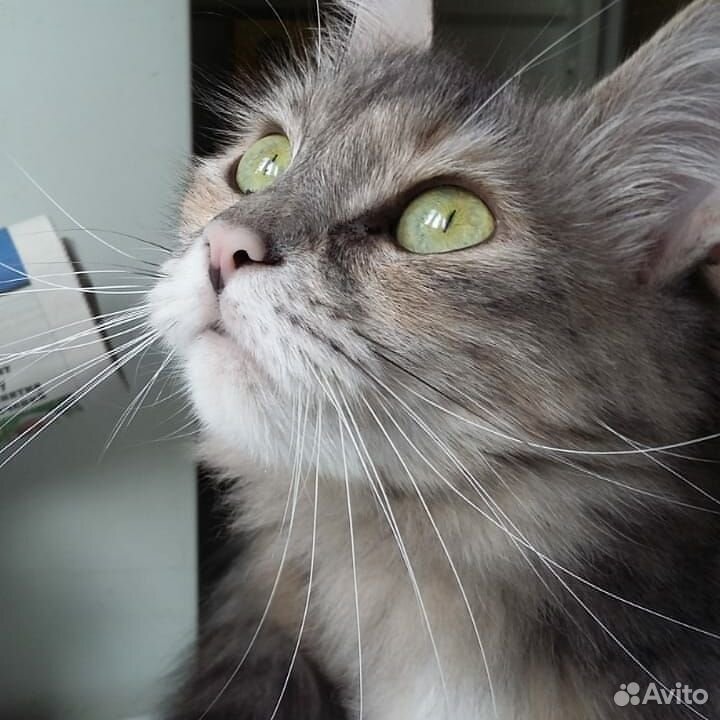 Домашние кошечки