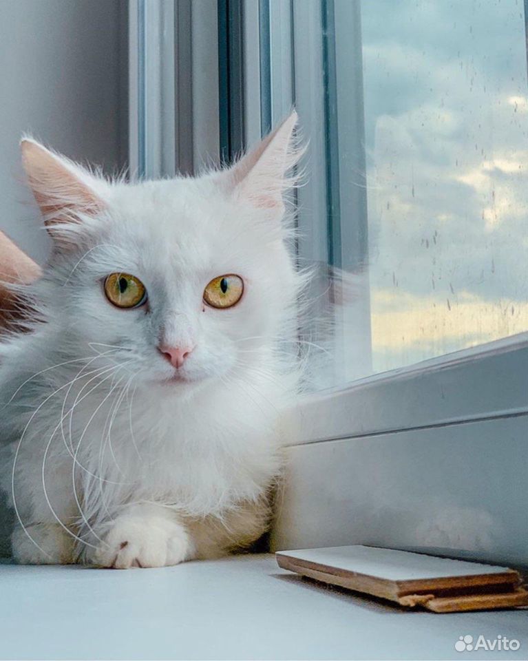 Василиса. Женщина модельной внешности ищет дом