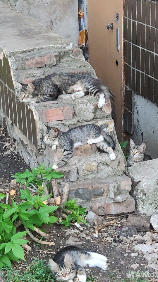 Котята (брошенные на улице)