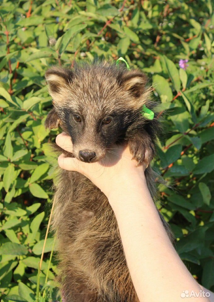 Енотовидные собачки щенки