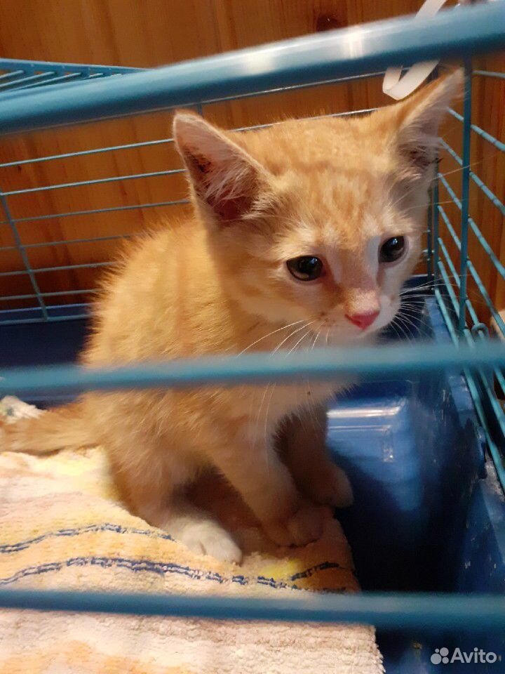 Отдам котенка