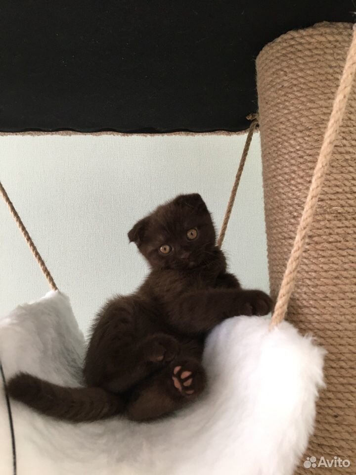 Шотландский