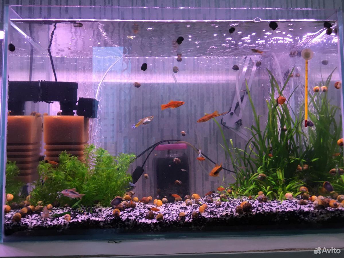 Аквариум
