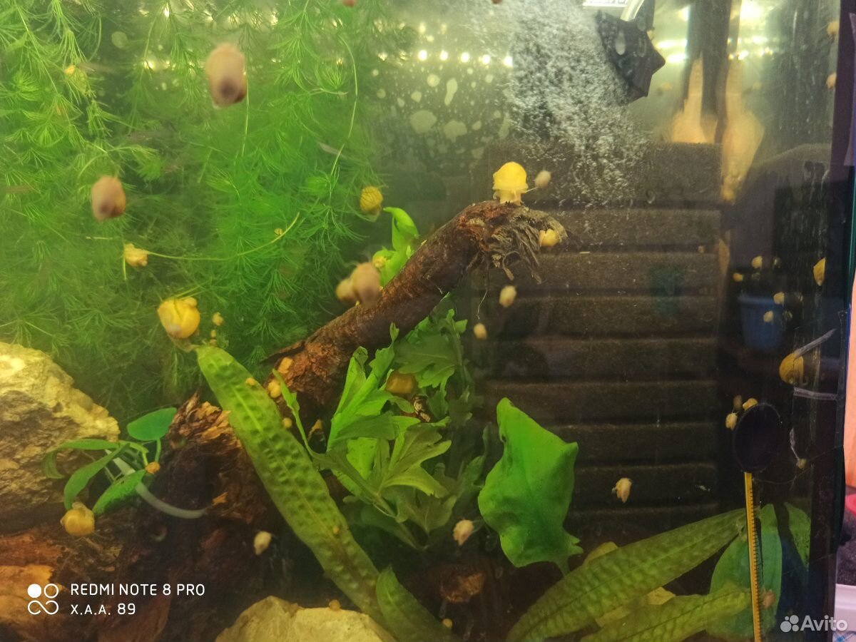 Аквариумные животные. ампулярии жёлтые