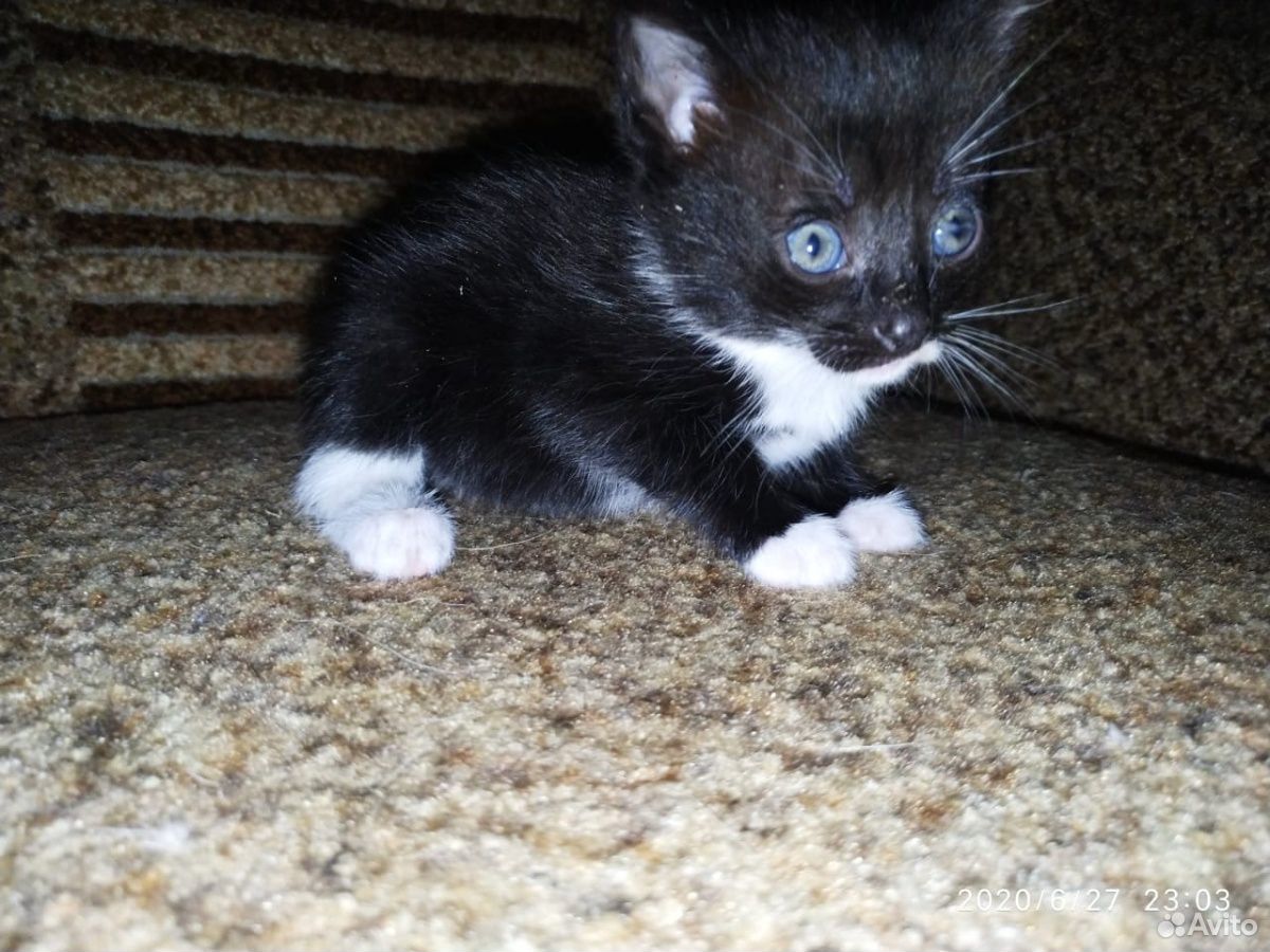 Отдам котят