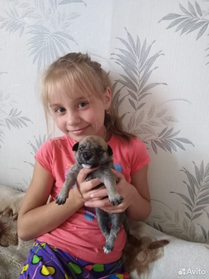 Щенки в добрые руки