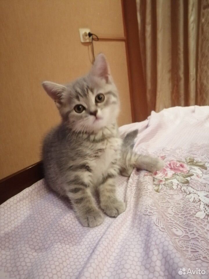 Шотландские котята