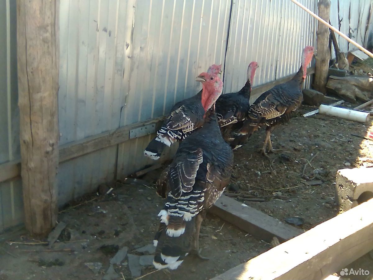 Индюки и гуси