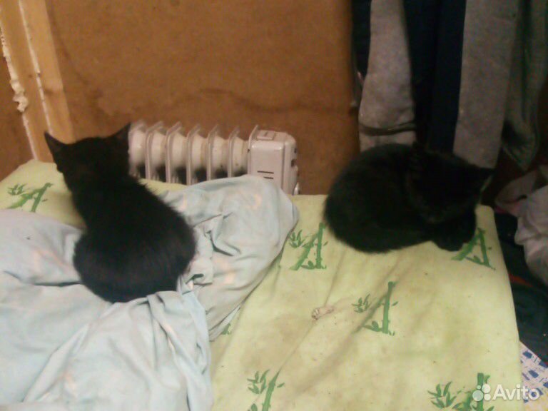 Одам даром котят